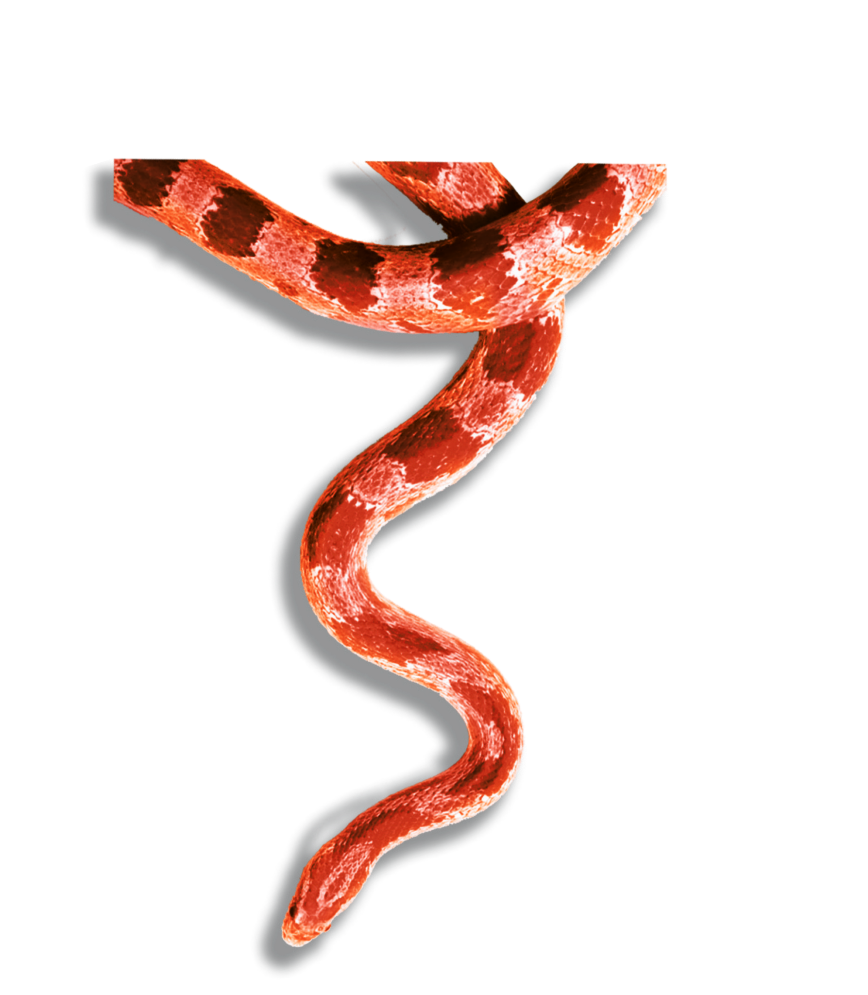 Exmoor Zoo | Home of the Exmoor Beast