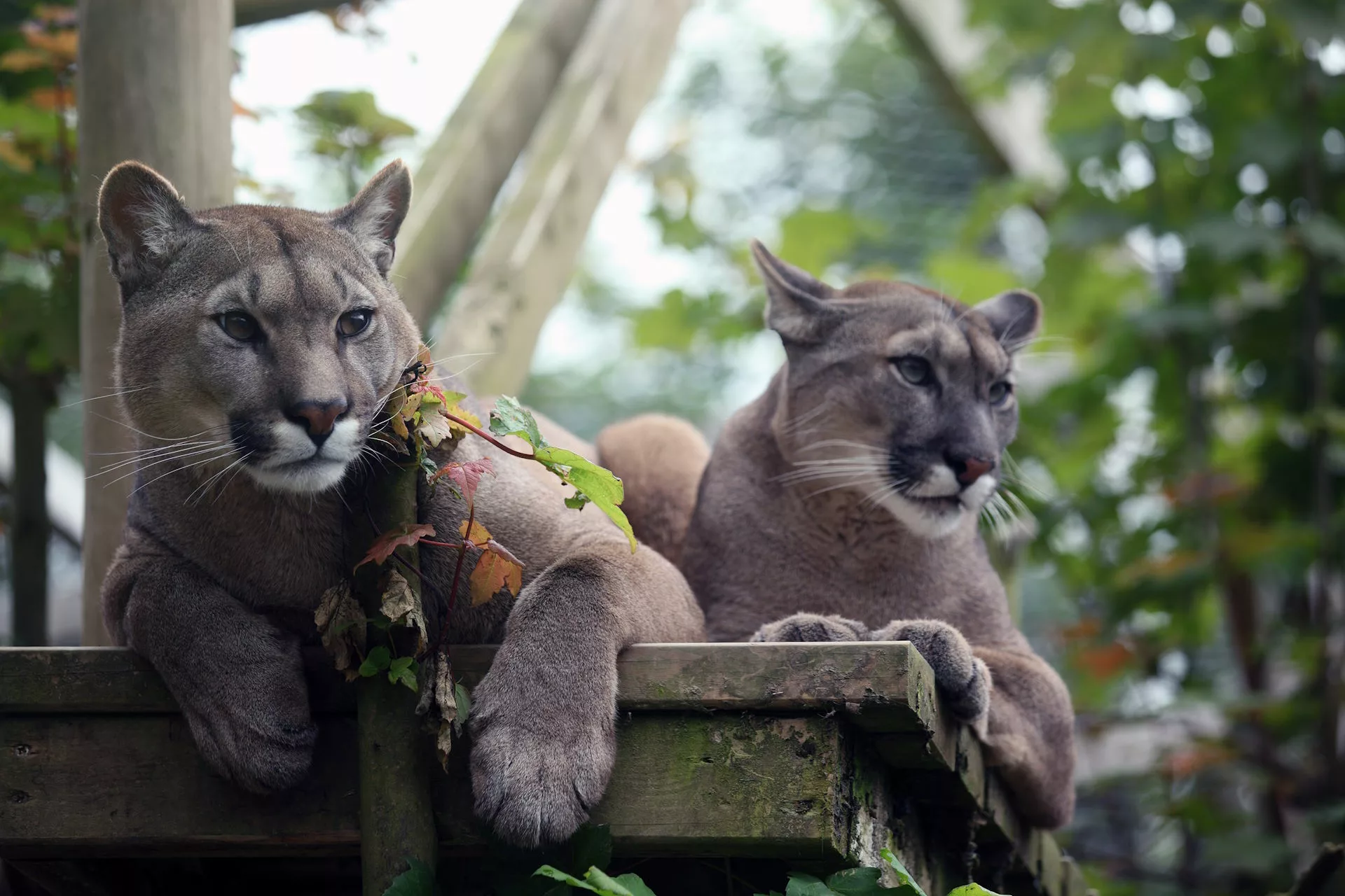 Experiences | Exmoor Zoo