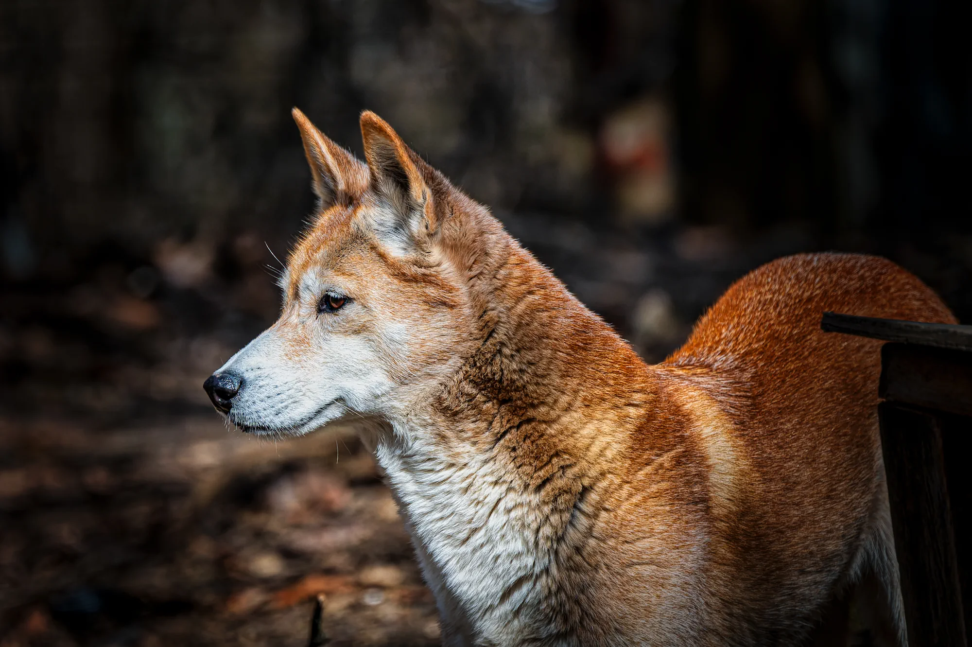 Did you know a female dingo is called a tingo? | Journal | Exmoor Zoo
