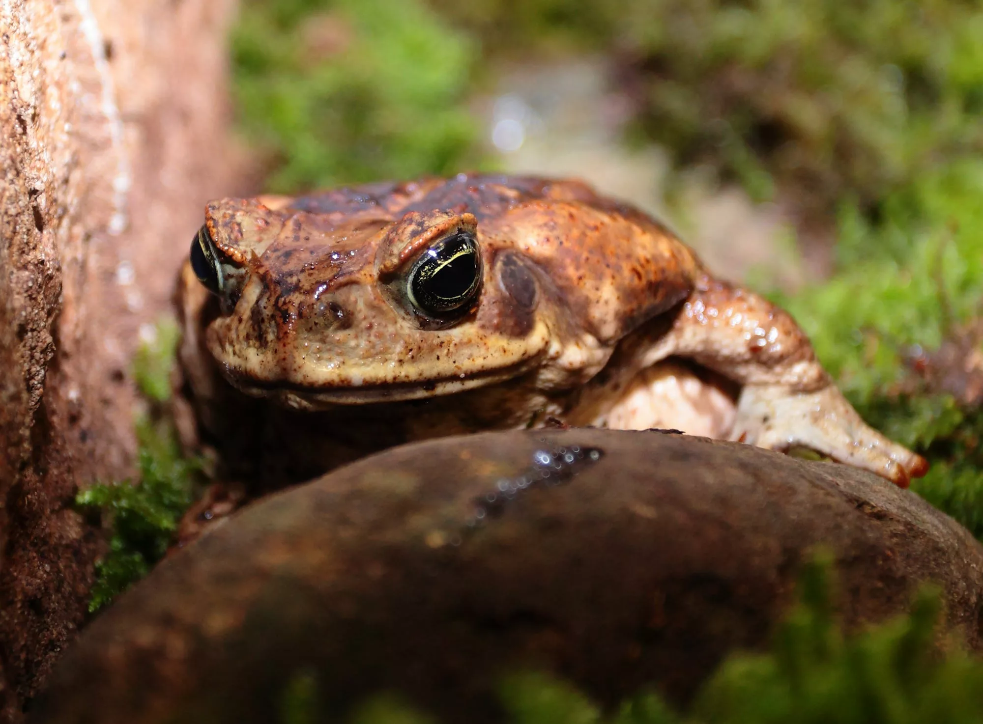 Our animals | Exmoor Zoo