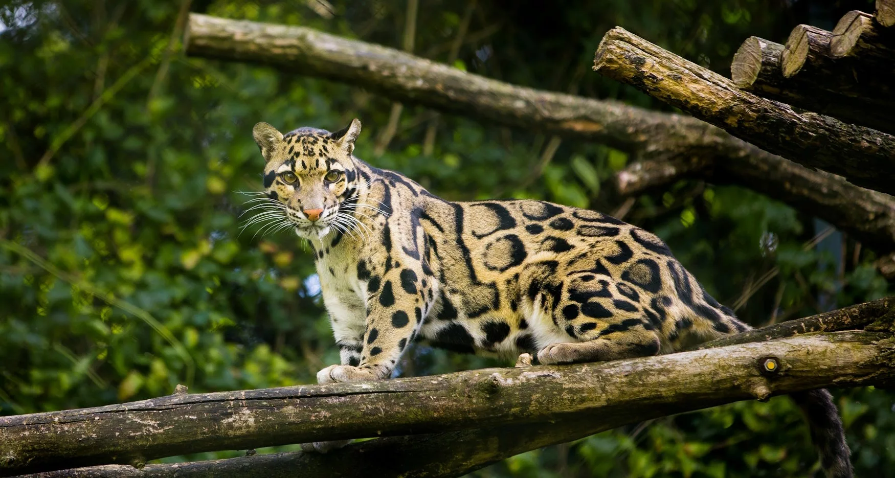 Carnivore experience | Experiences | Exmoor Zoo