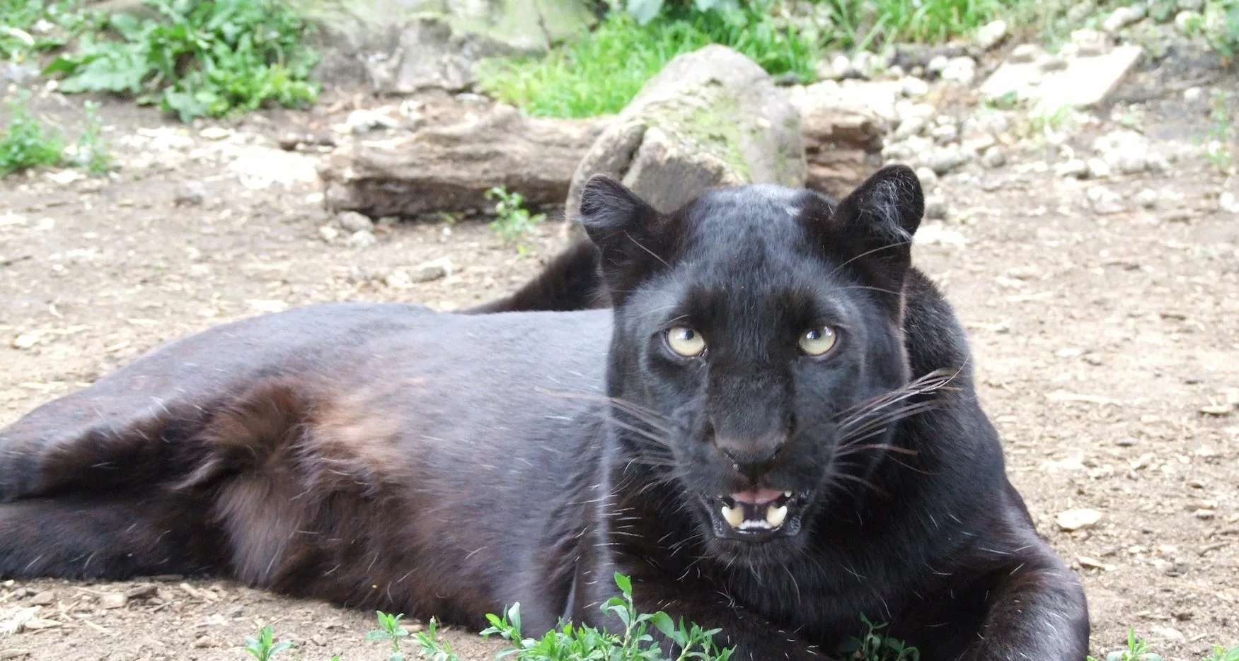 Walk on the wild side | Experiences | Exmoor Zoo