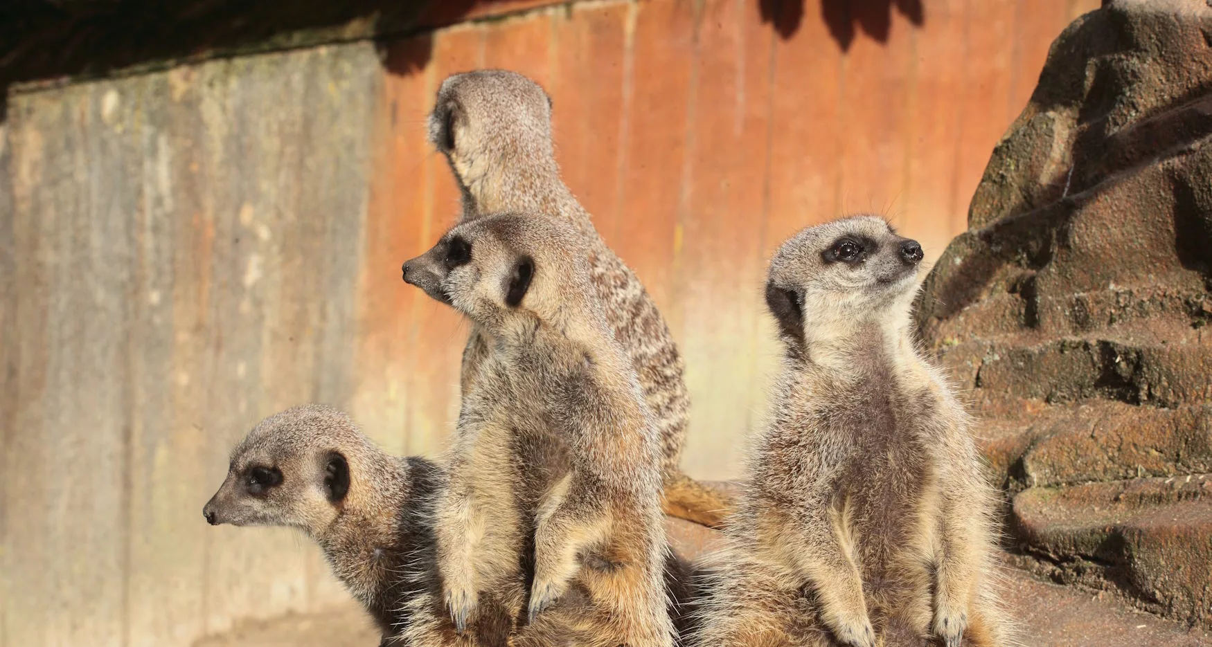 Opening times | Plan your visit | Exmoor Zoo